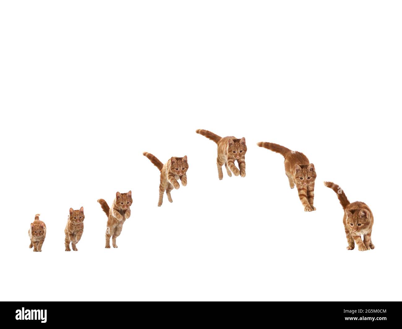 Red tabby domestic cat, kitten against white background, jumping ...
