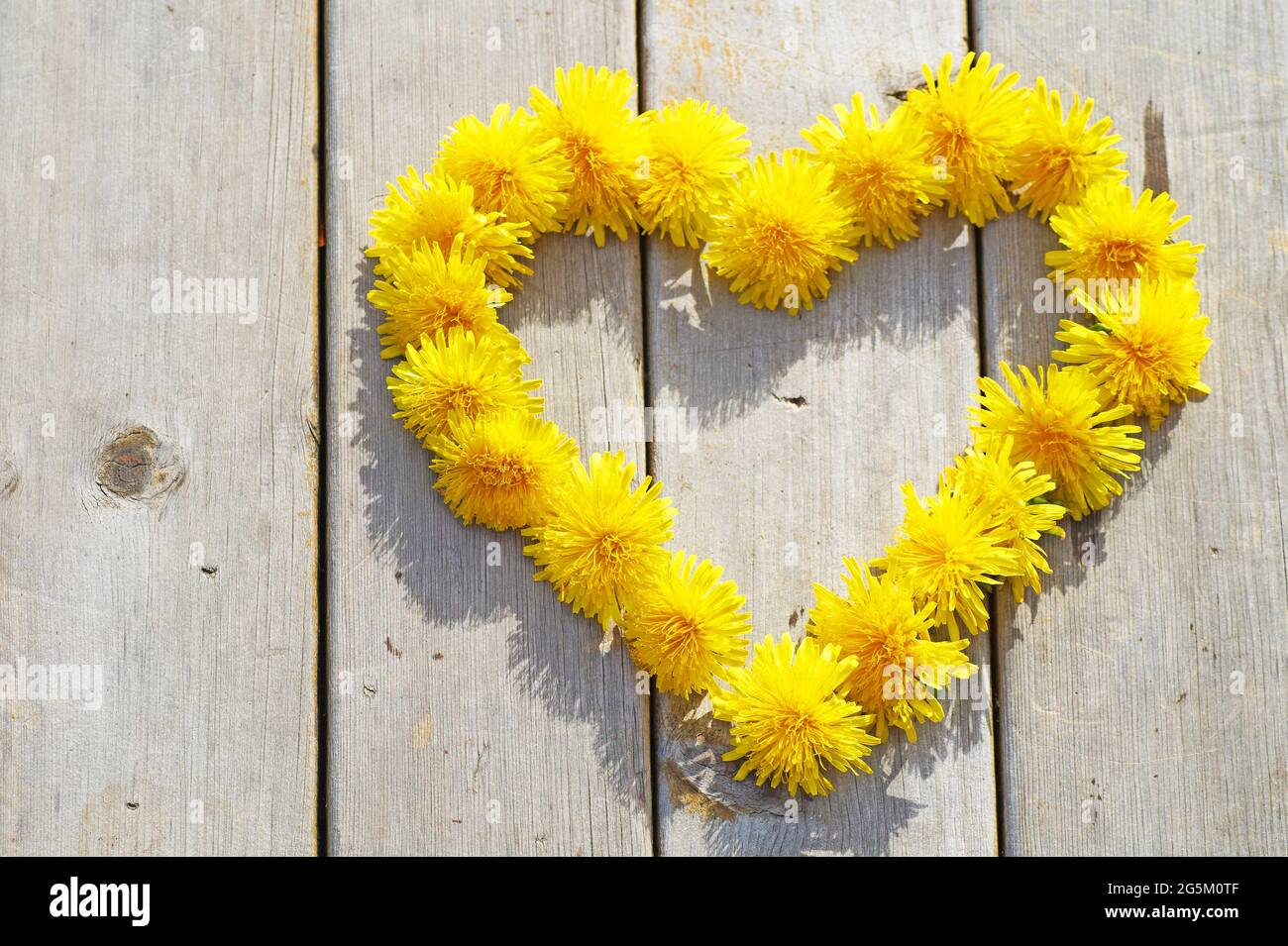 Heart of yellow dandelions on a wooden bench Stock Photo - Alamy