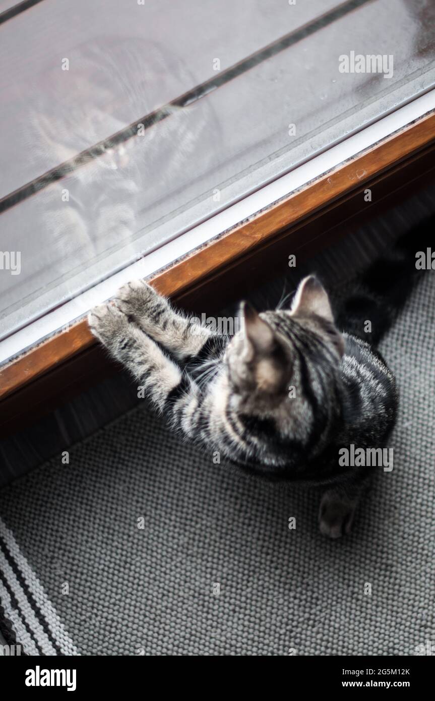 Cat's paws and reflection in the window Stock Photo - Alamy