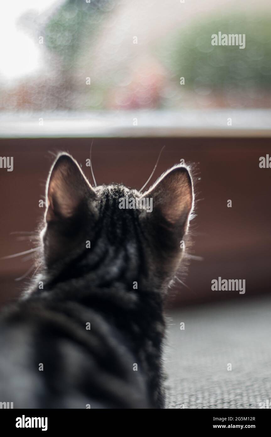 Paws against the window hi-res stock photography and images - Alamy