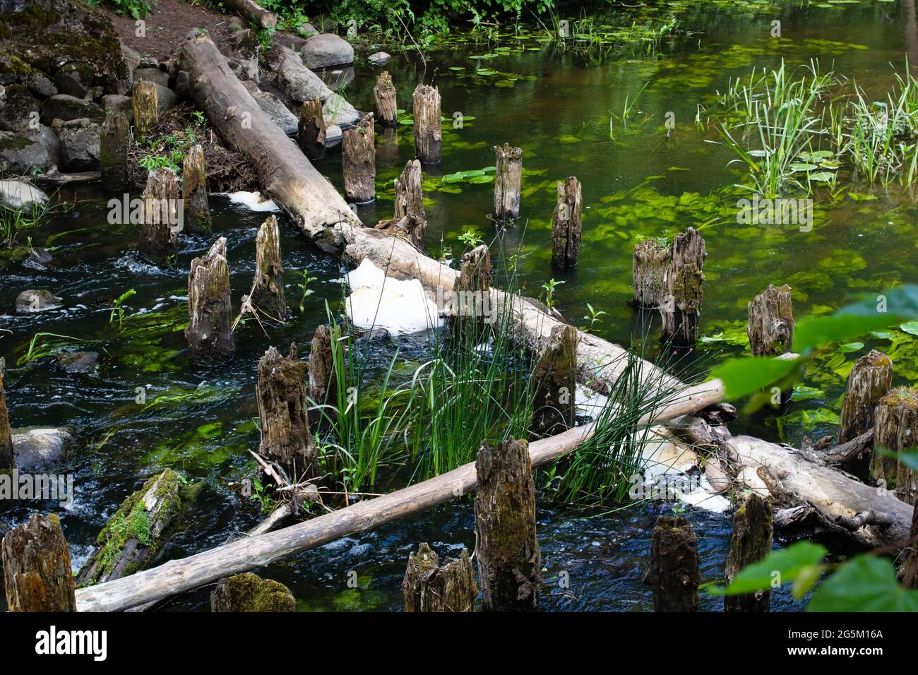 Old rotten stumps in the green water of the swamp Stock Photo - Alamy