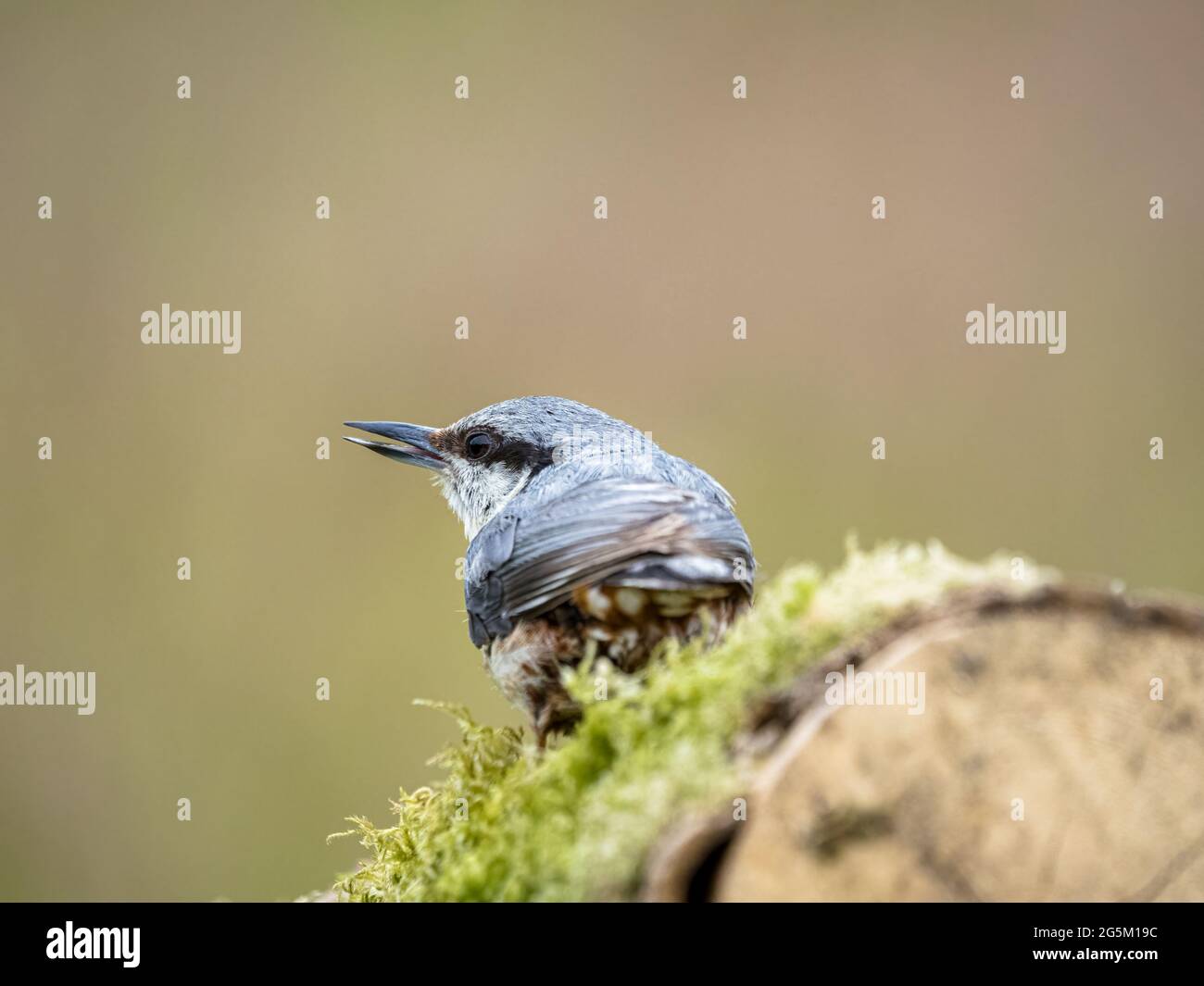 A european nuthatch seen in early summer in mid Wales Stock Photo - Alamy
