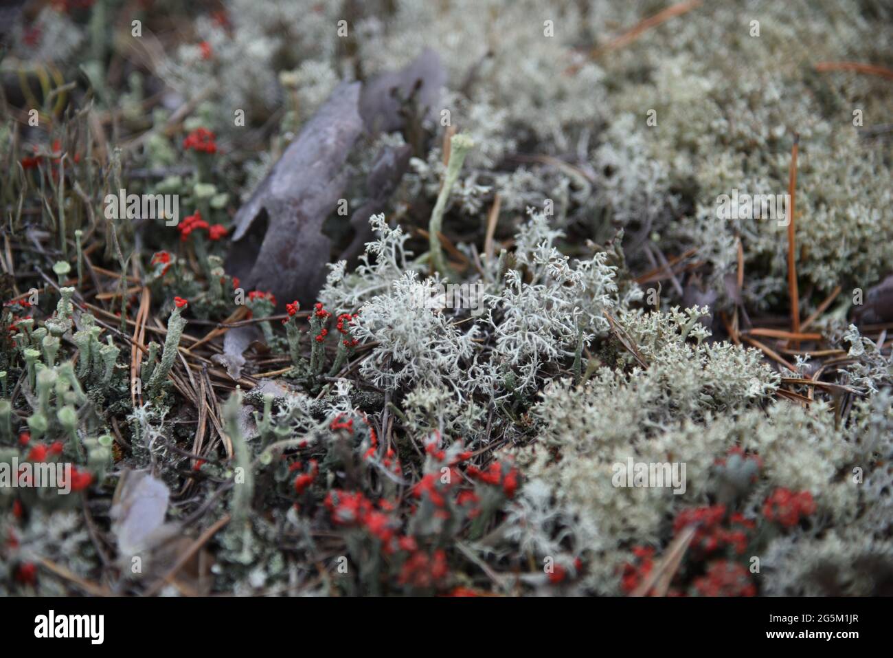 White moss at pine forest at summer Stock Photo - Alamy