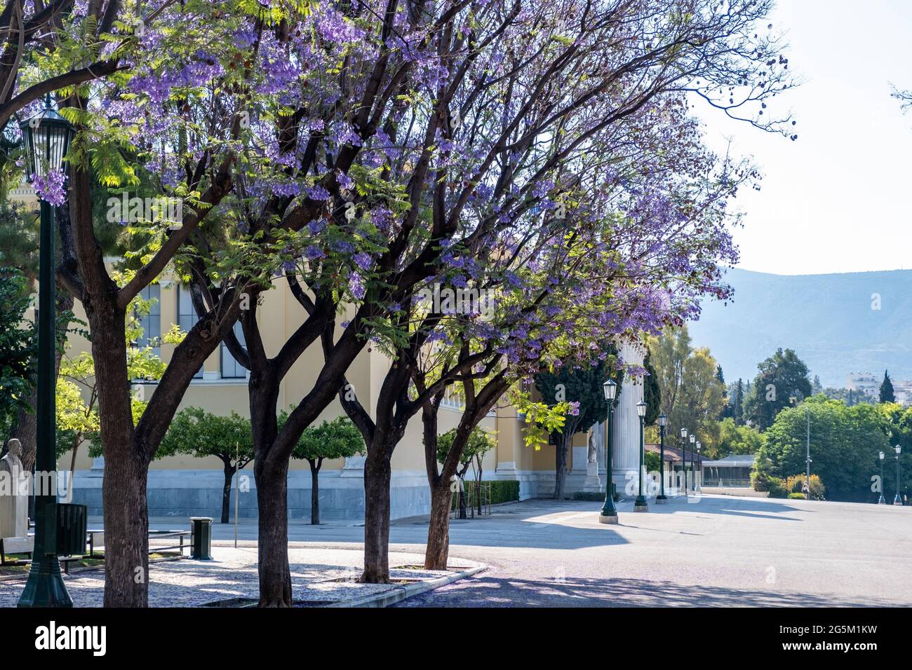 The street with jacaranda mimosifolia trees drives to Zappeion Megaron ...