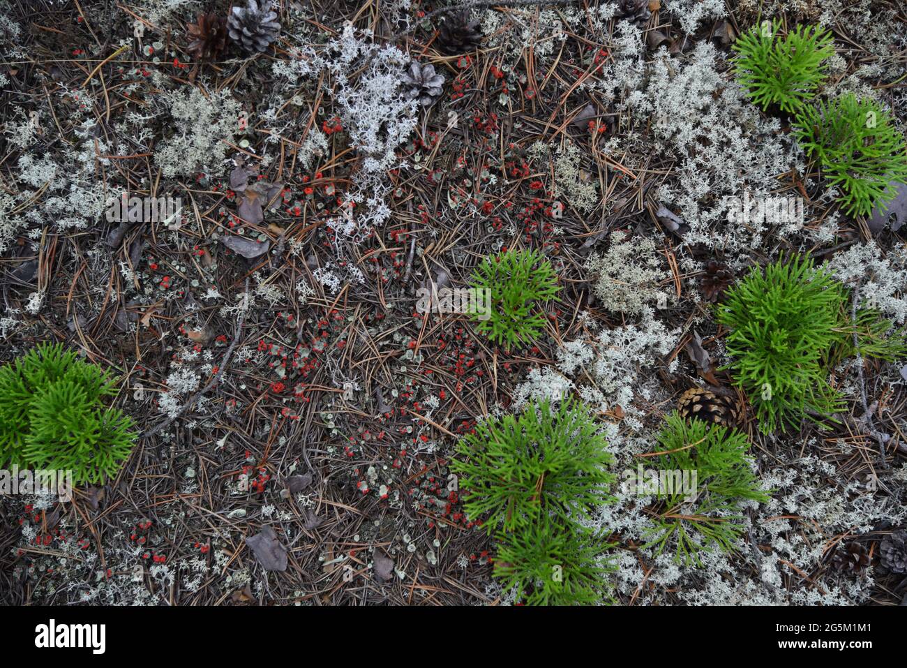 Micro moss image hi-res stock photography and images - Alamy