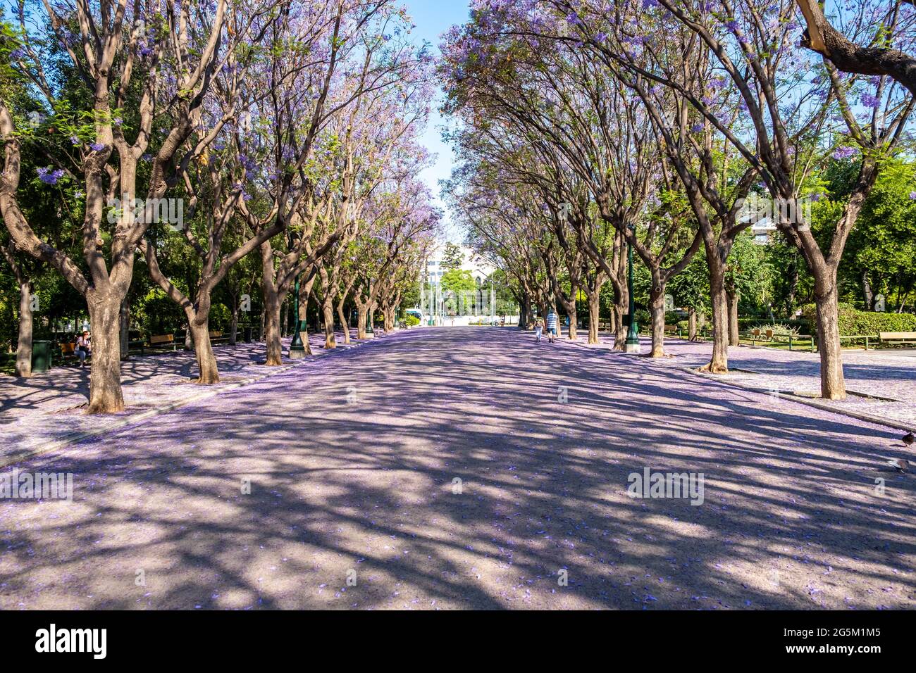 Jacaranda trees blooming in the Athens Greece citycenter. Plants with ...