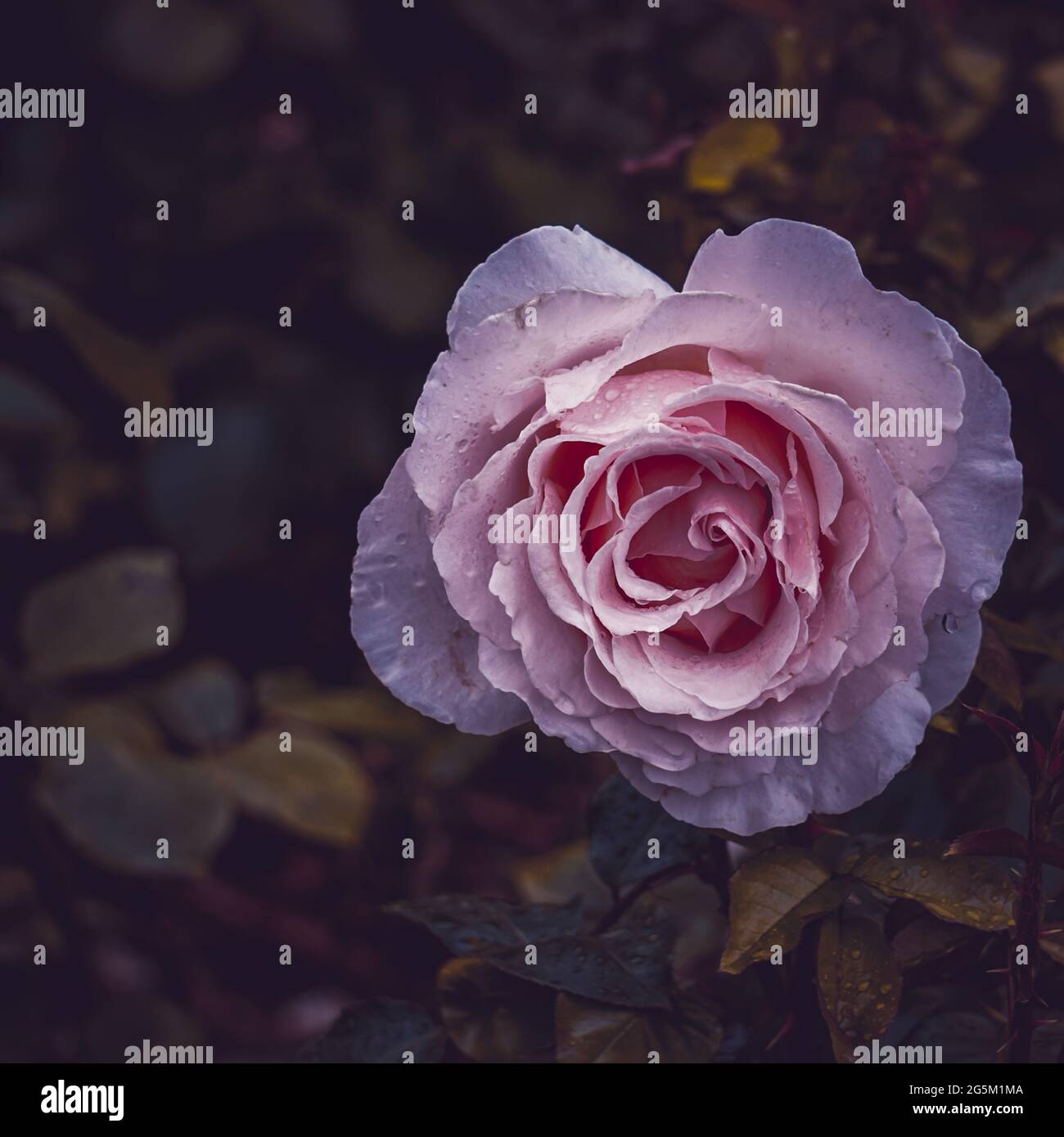 romantic pink rose flower in the garden in springtime Stock Photo - Alamy