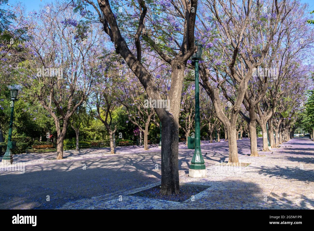 Jacaranda trees blooming in the Athens Greece citycenter. Plants with ...