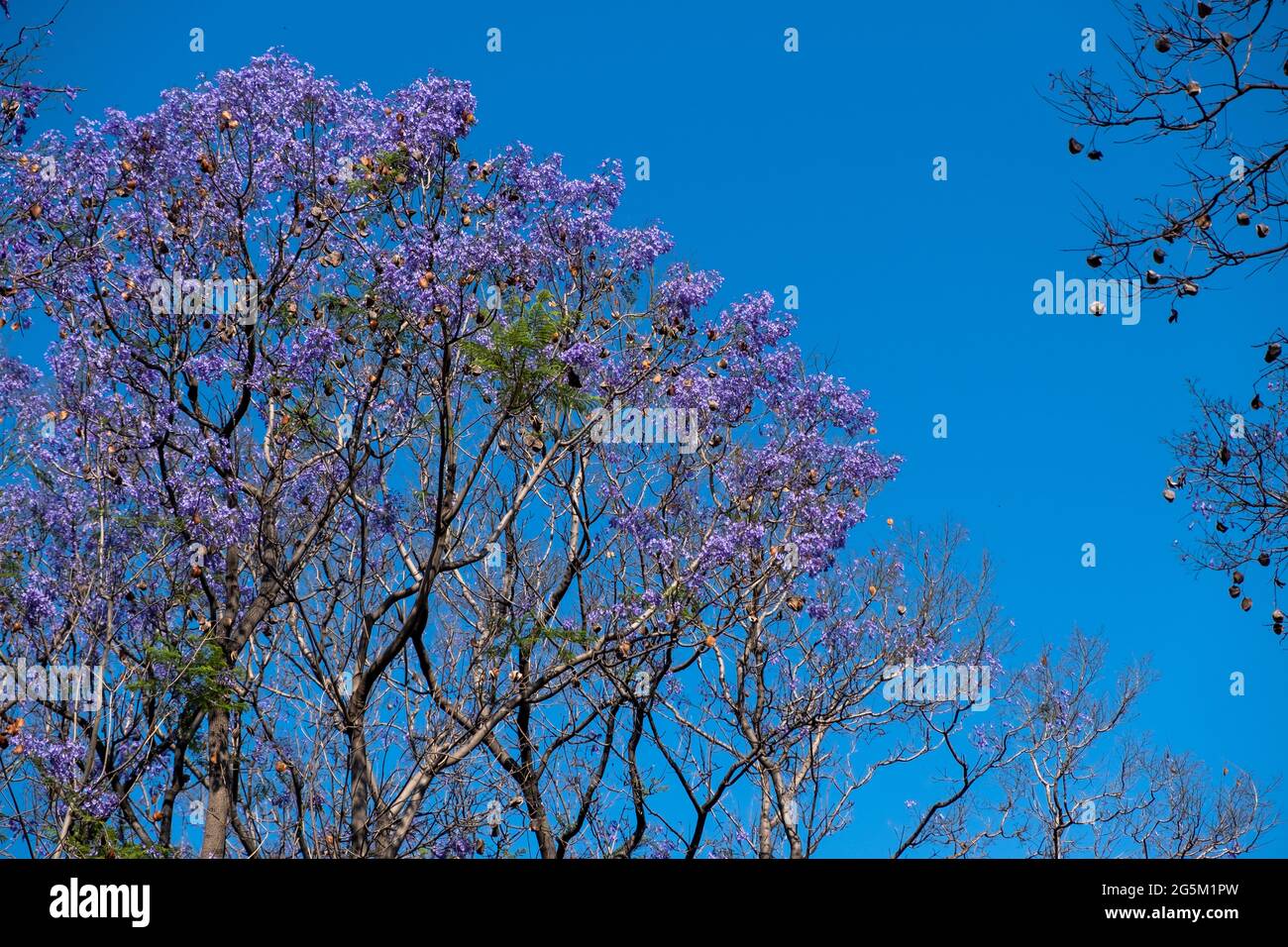 Jacaranda fern tree hi-res stock photography and images - Alamy