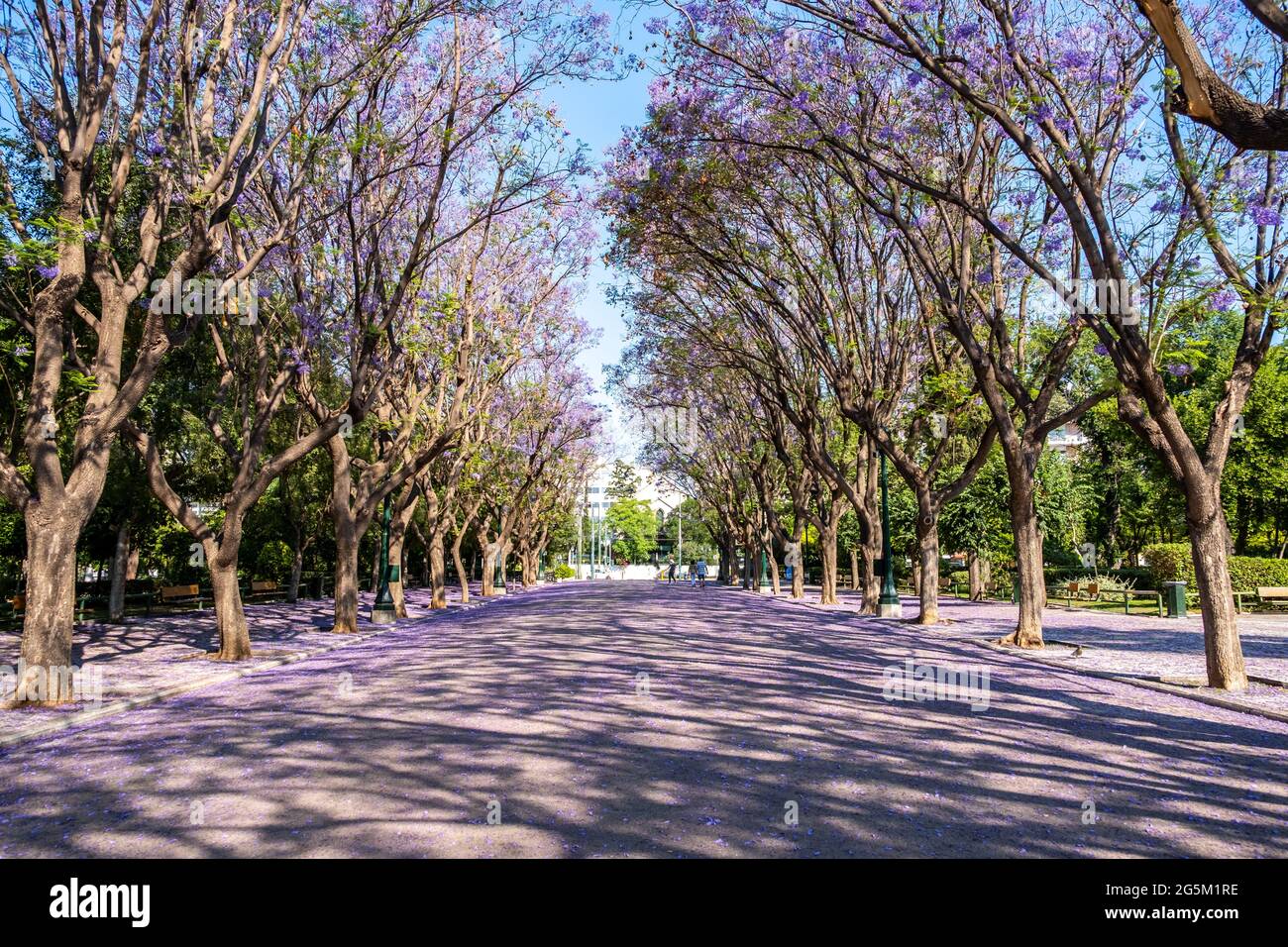 Jacaranda trees blooming in the Athens Greece citycenter. Plants with ...