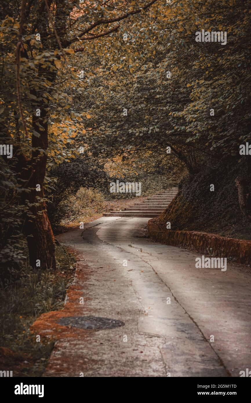 road with green vegetation in the forest, treeking path Stock Photo - Alamy
