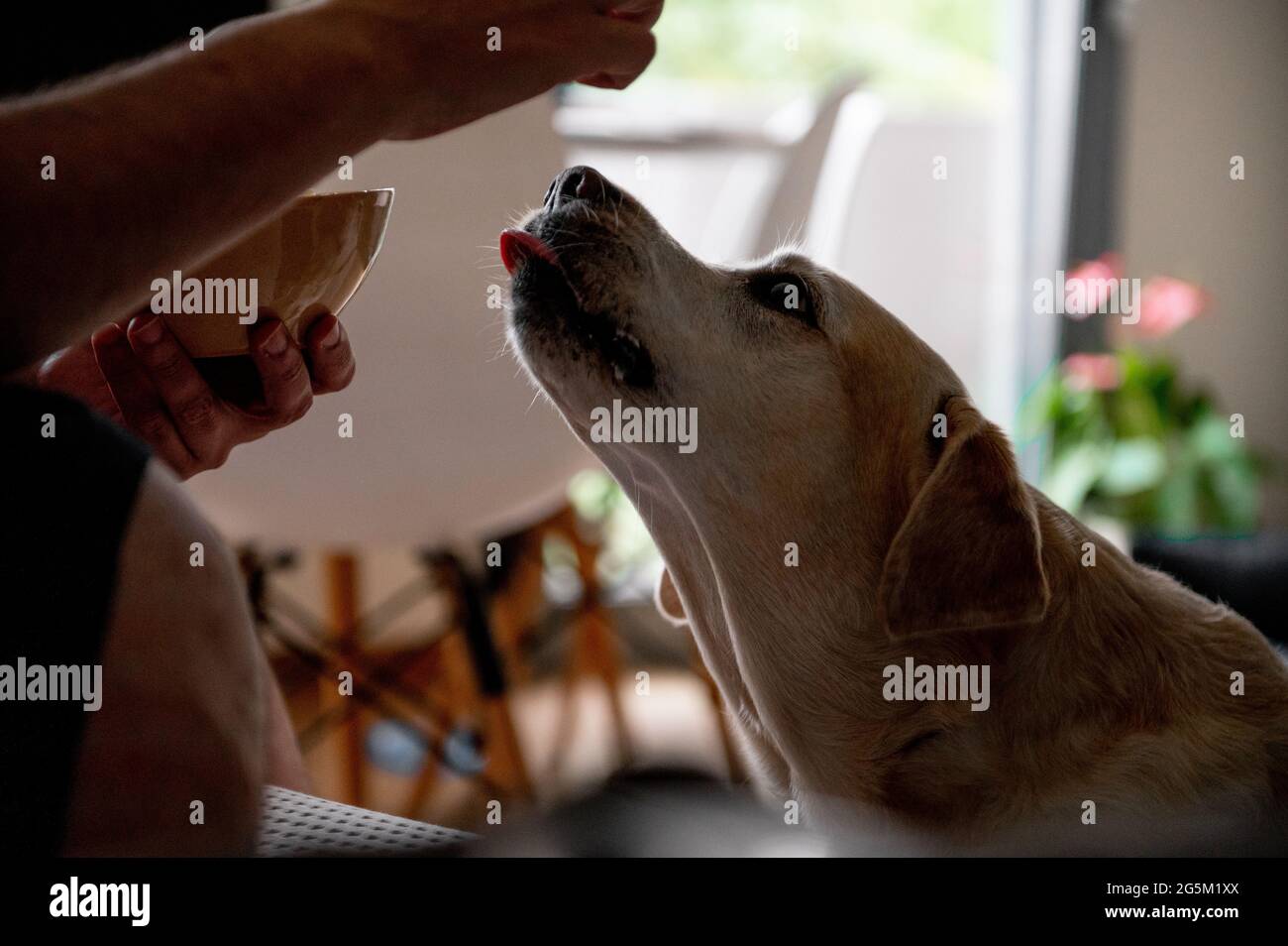 The dog begs for food. Labrador is a glutton. An elderly dog Stock ...