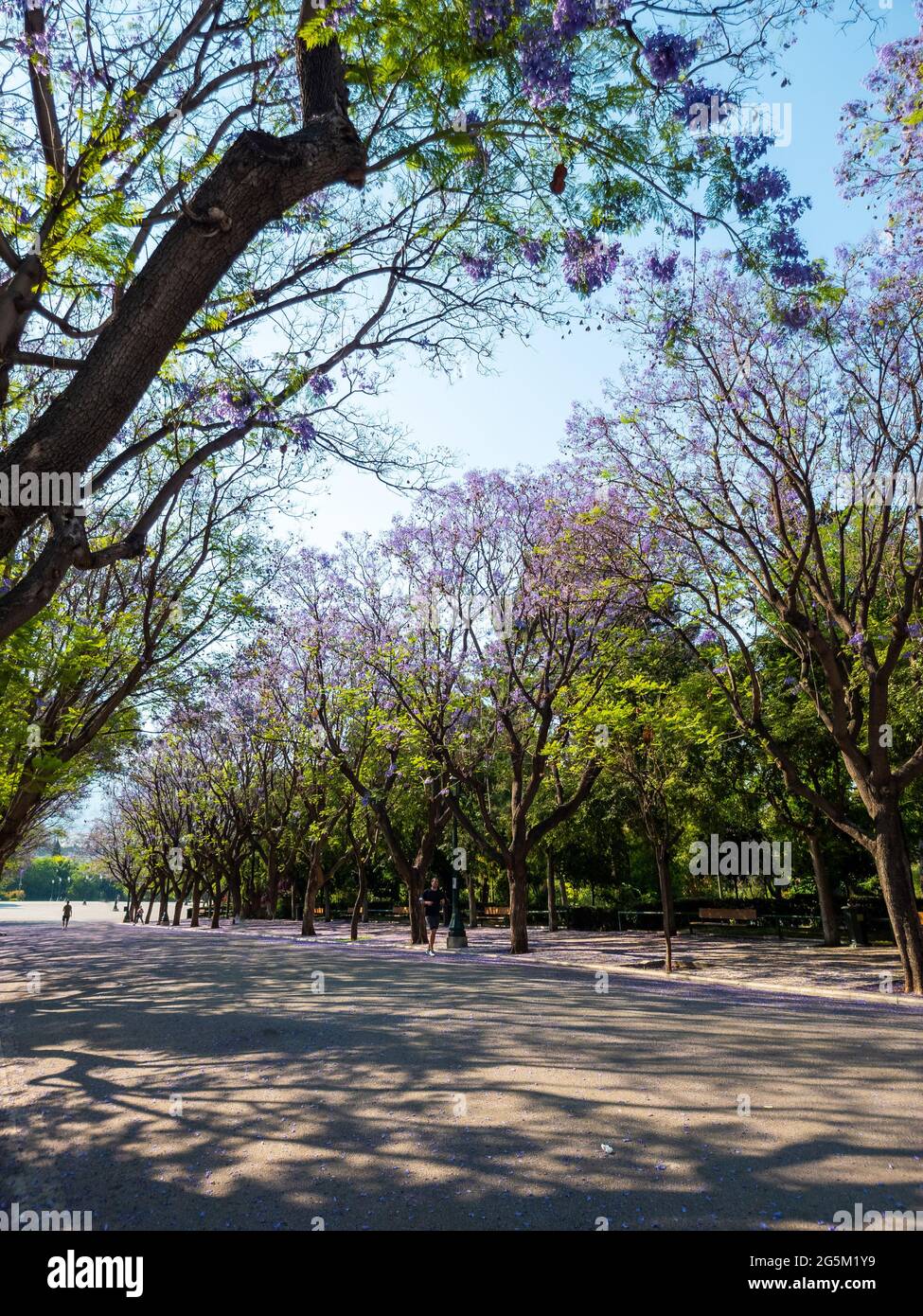 Jacaranda trees blooming in the Athens Greece citycenter. Plants with ...