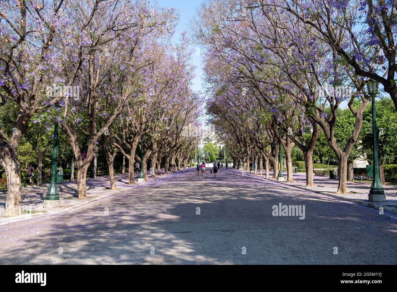 Jacaranda trees blooming in the Athens Greece citycenter. Plants with ...