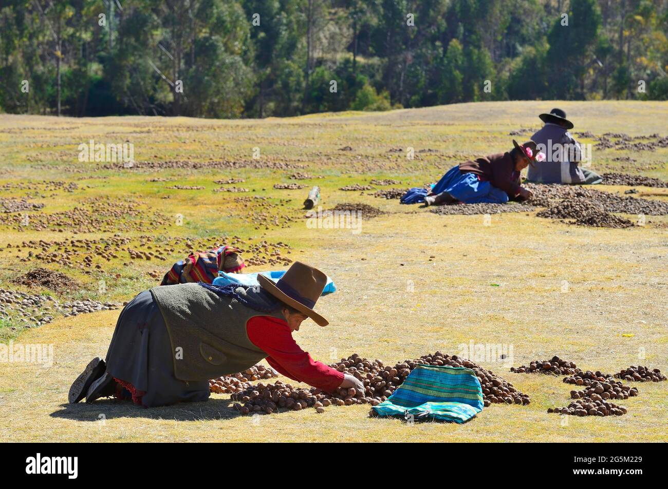 Indigenous old woman making chuño, dried potatoes, Chinchero, Cusco ...