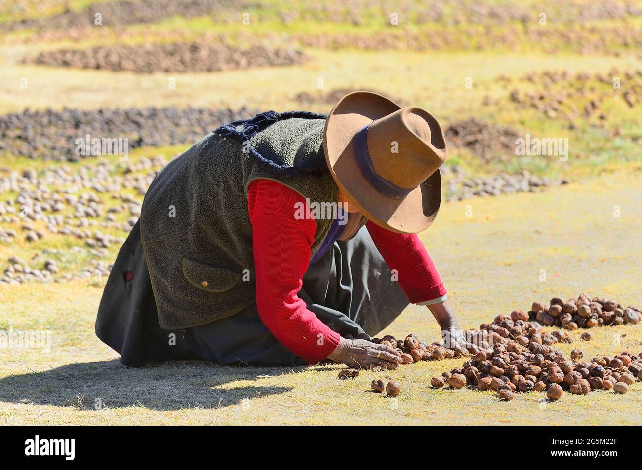 Indigenous old woman making chuño, dried potatoes, Chinchero, Cusco ...