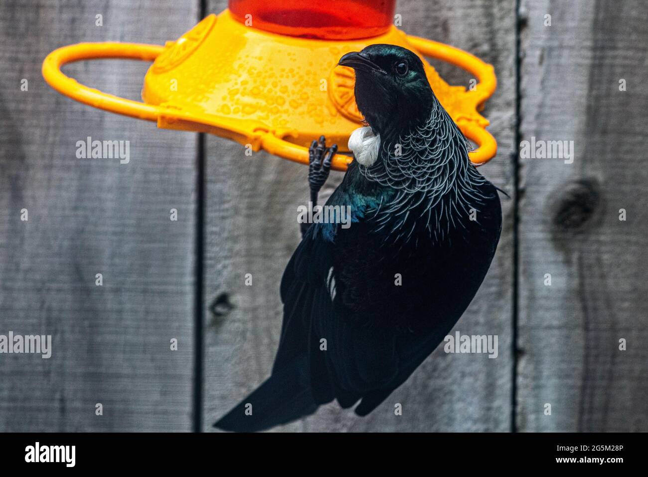 Tui on nectar feeder in garden Stock Photo - Alamy