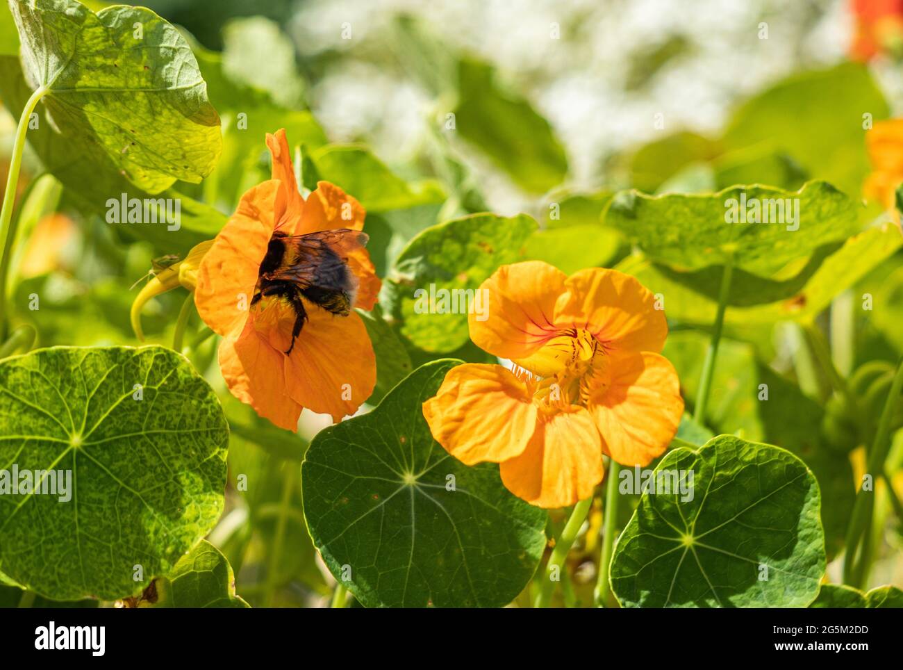 Exploring Bee High Resolution Stock Photography and Images - Alamy