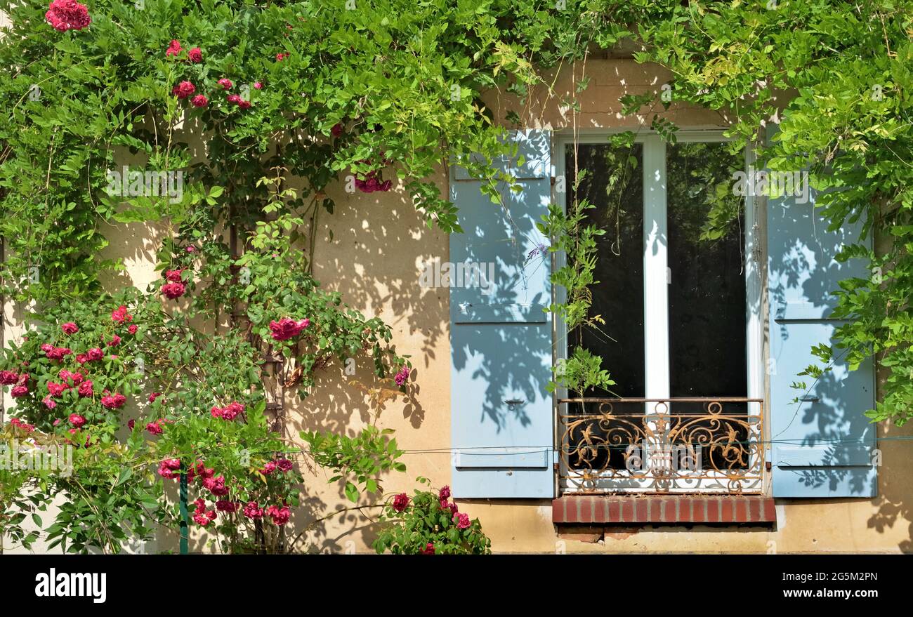 blue shuttered window of a house facade covered with a rose climbing ...