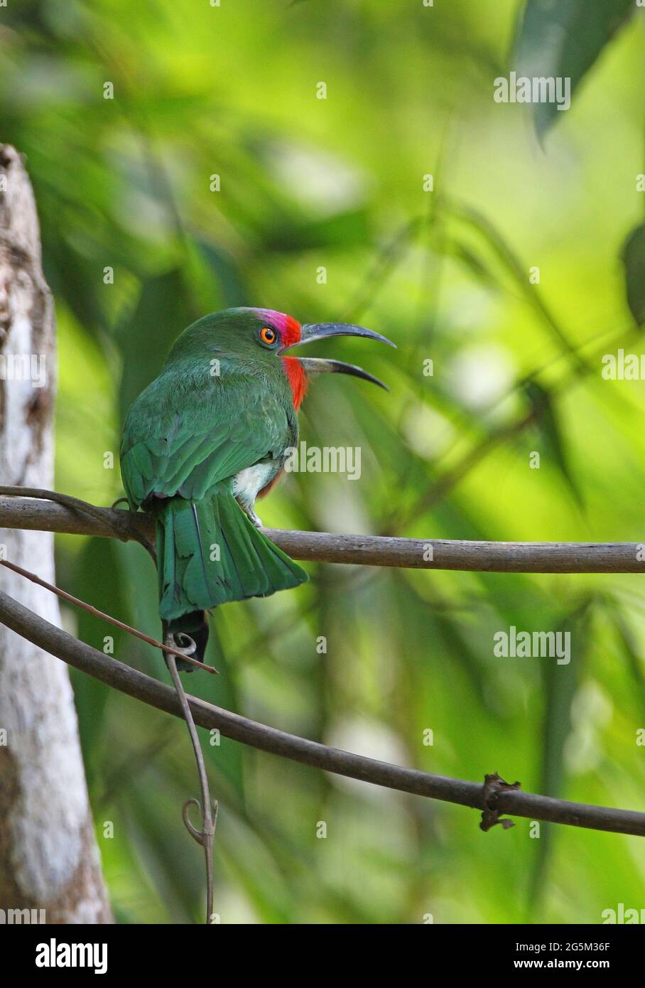 Red-bearded Bee-eater (Nyctyornis amictus) adult female perched on vine ...