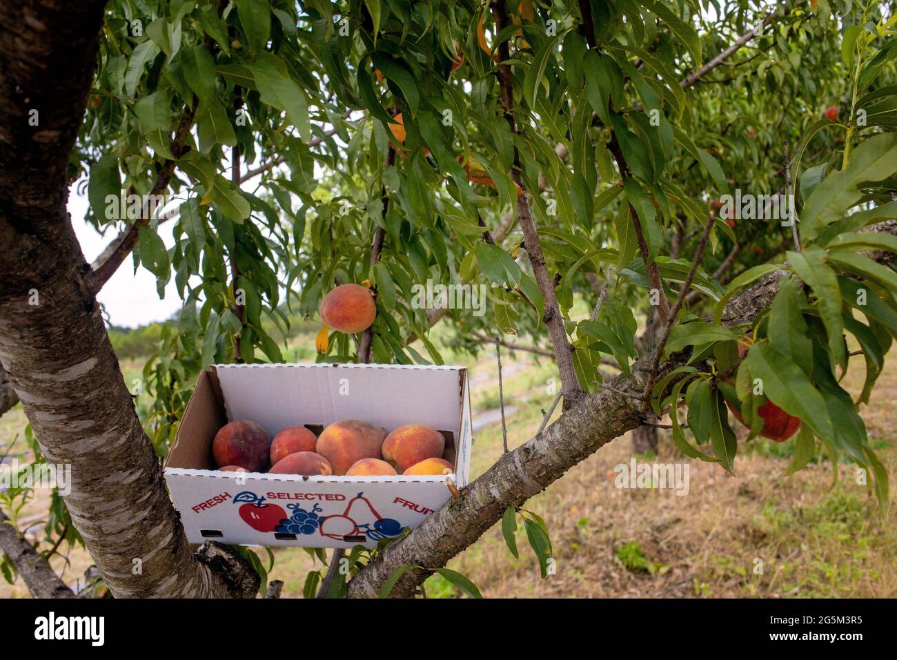 U pick peach trees hi-res stock photography and images - Alamy