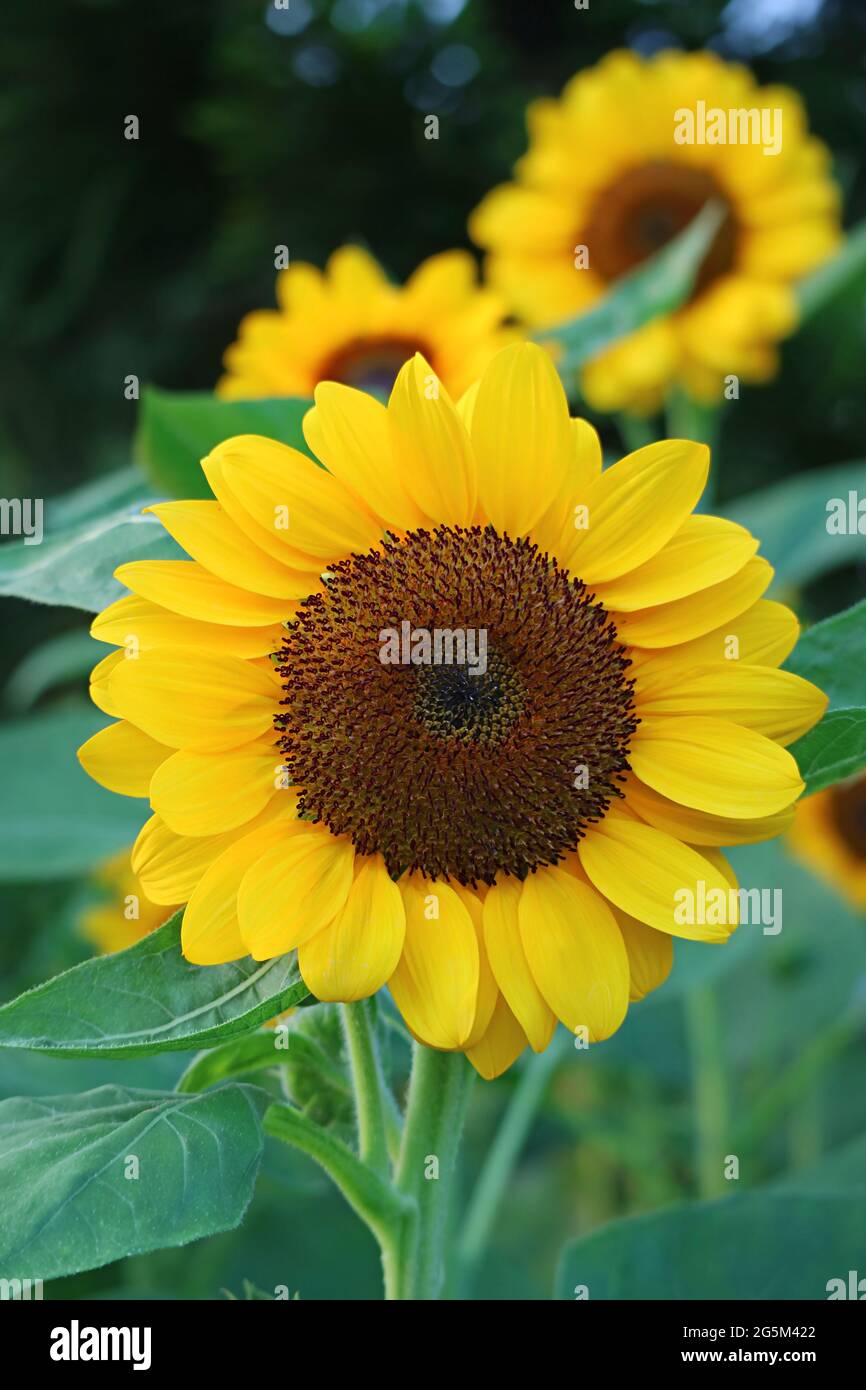 Sunflower vincents choice hi-res stock photography and images - Alamy