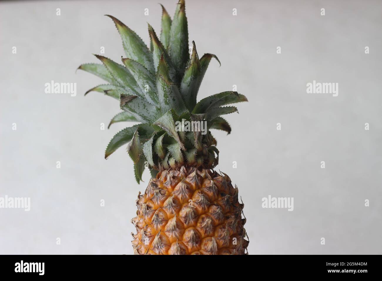 Pineapple is a tropical plant with an edible fruit and the most ...