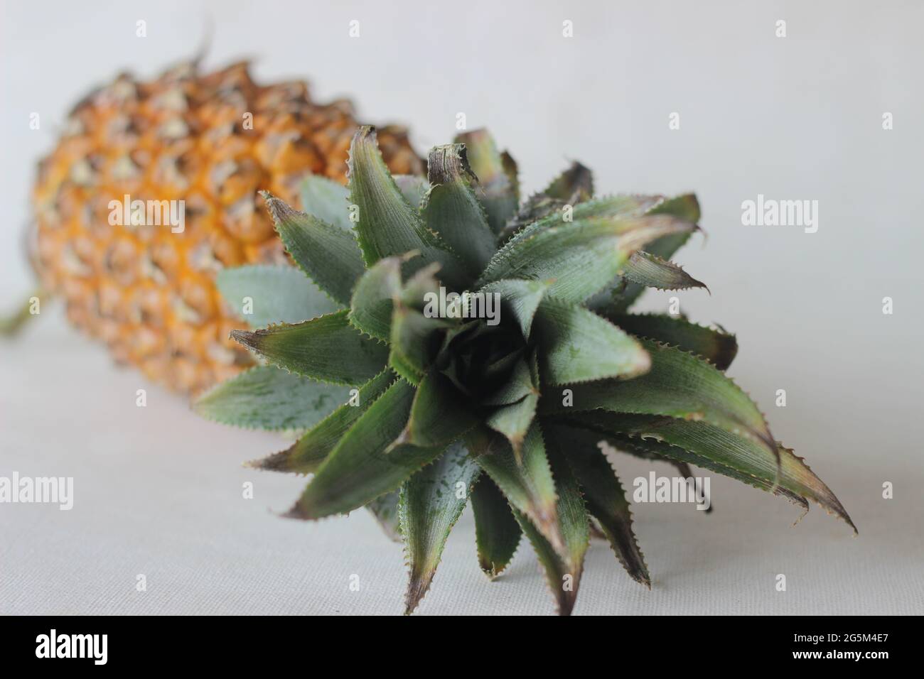 Pineapple is a tropical plant with an edible fruit and the most ...