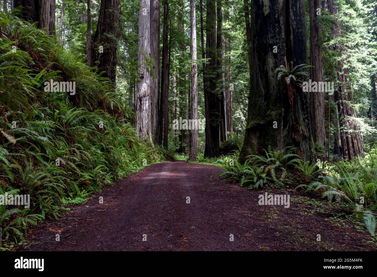 Redwood logging california hi-res stock photography and images - Alamy