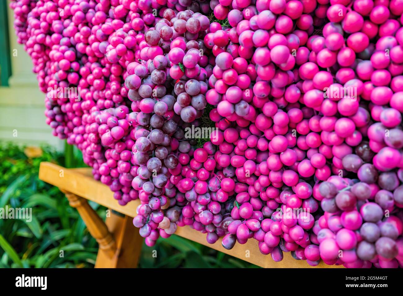 Las Vegas, JUN 3, 2021 - Grape painted in purple as decoration in the ...