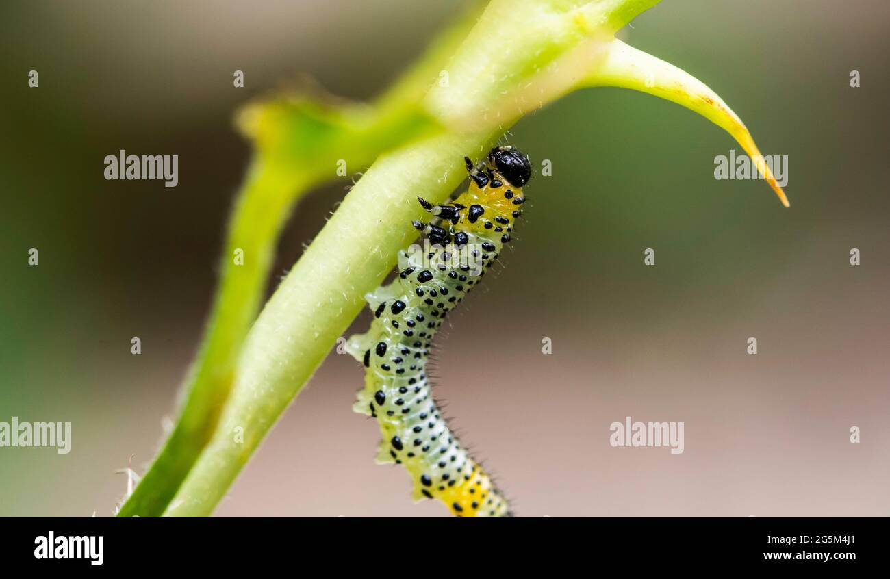 The larvae of the common gooseberry sawfly can rapidly defoliate ...