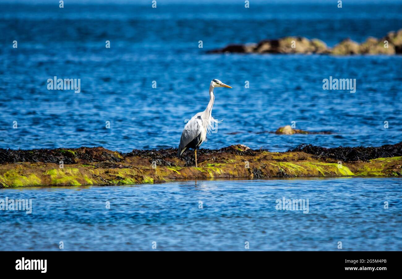 Grey heron eating fish hi-res stock photography and images - Alamy