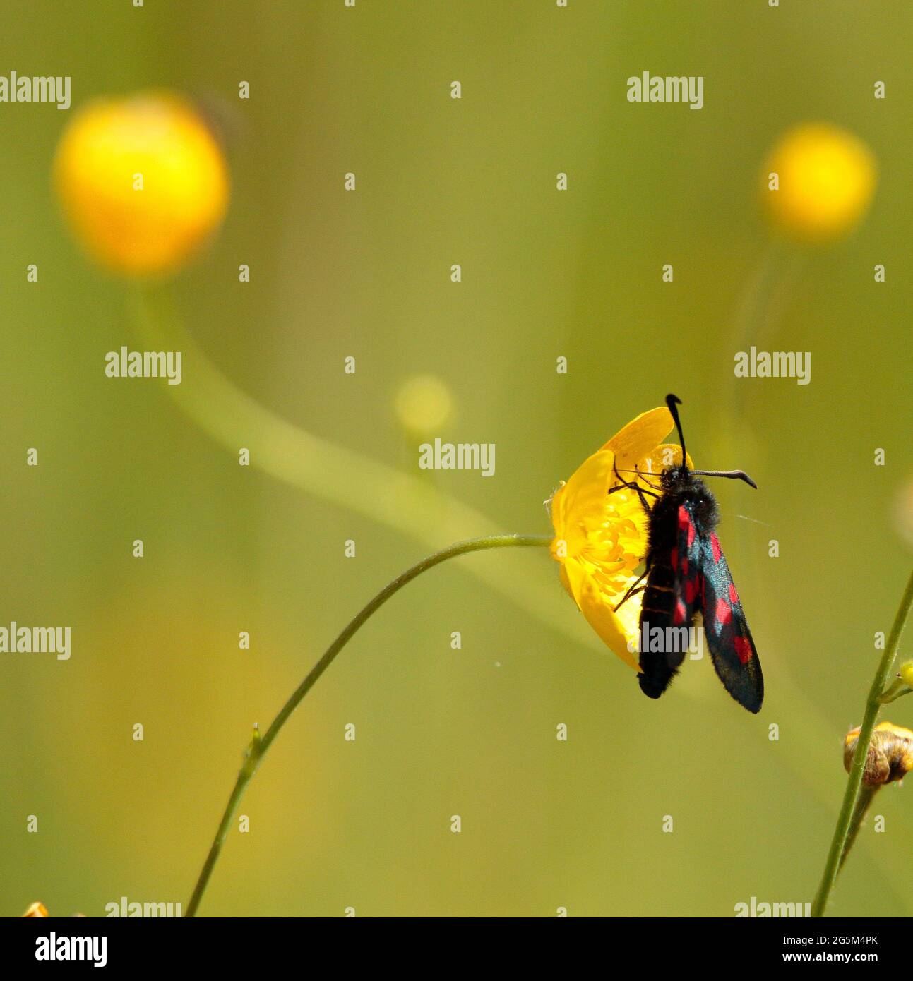 Day Flying Moths High Resolution Stock Photography and Images - Alamy