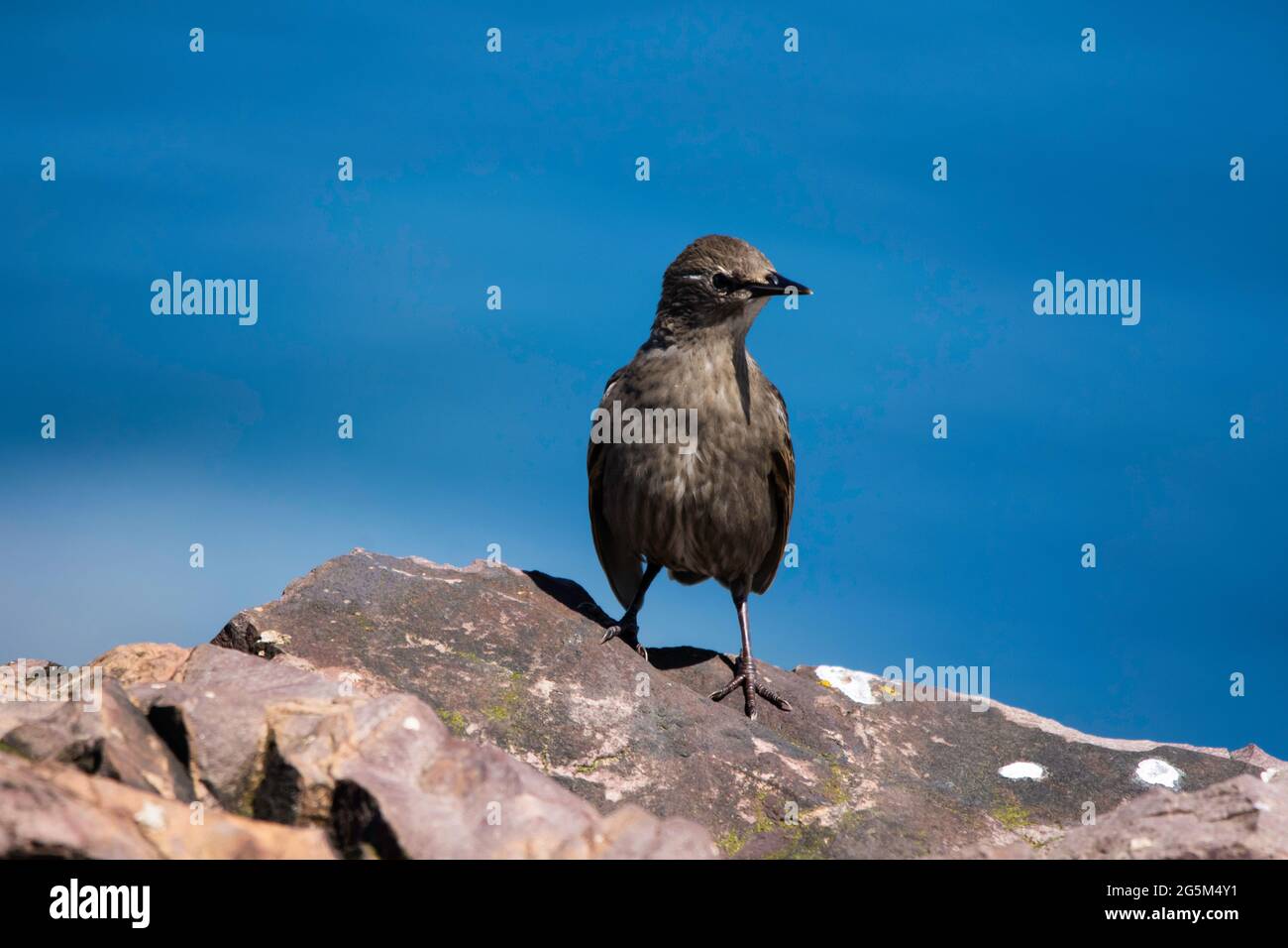 A baby starling perches on a rock with the waters of the Firth of Forth ...