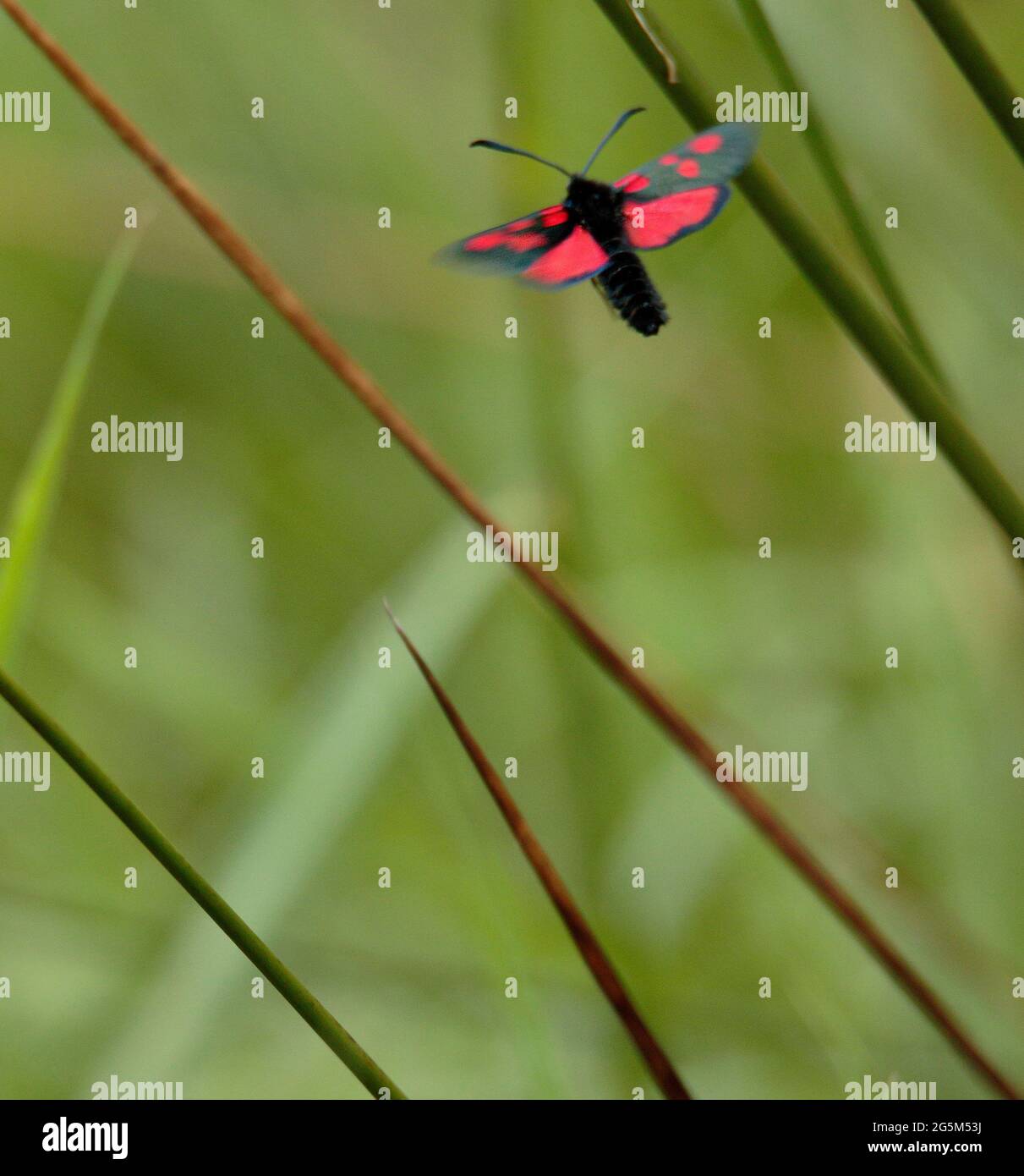 Day Flying Moths High Resolution Stock Photography and Images - Alamy