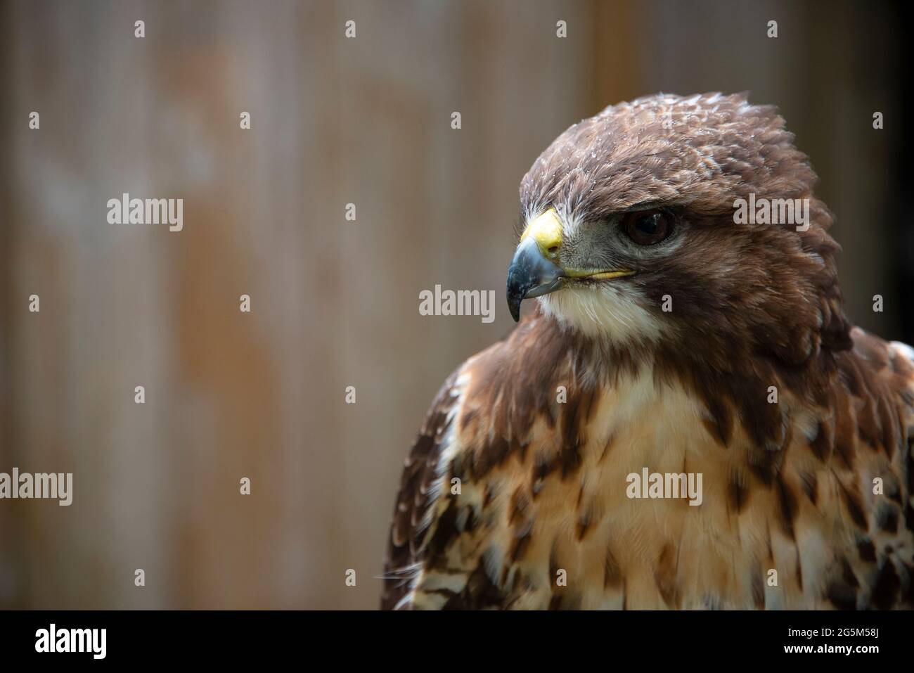 Head shot hawk hi-res stock photography and images - Alamy