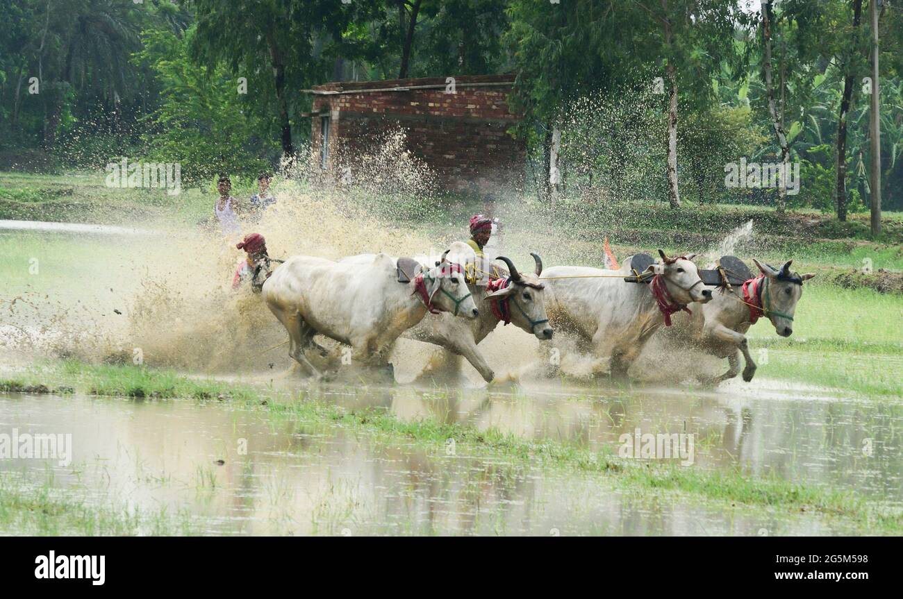 Cattle race against each other in Moichara sports during monsoon season ...