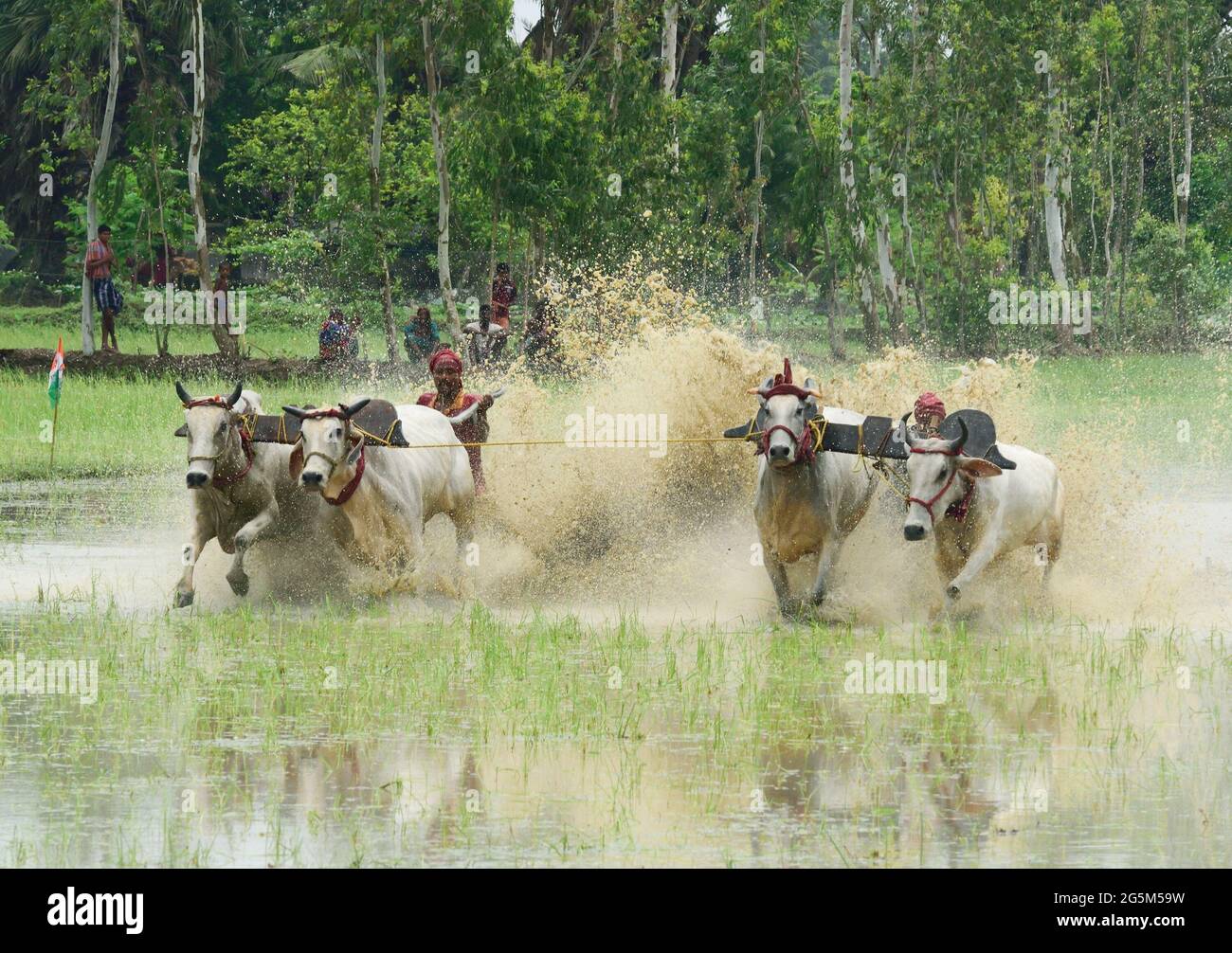 Cattle race against each other in Moichara sports during monsoon season ...