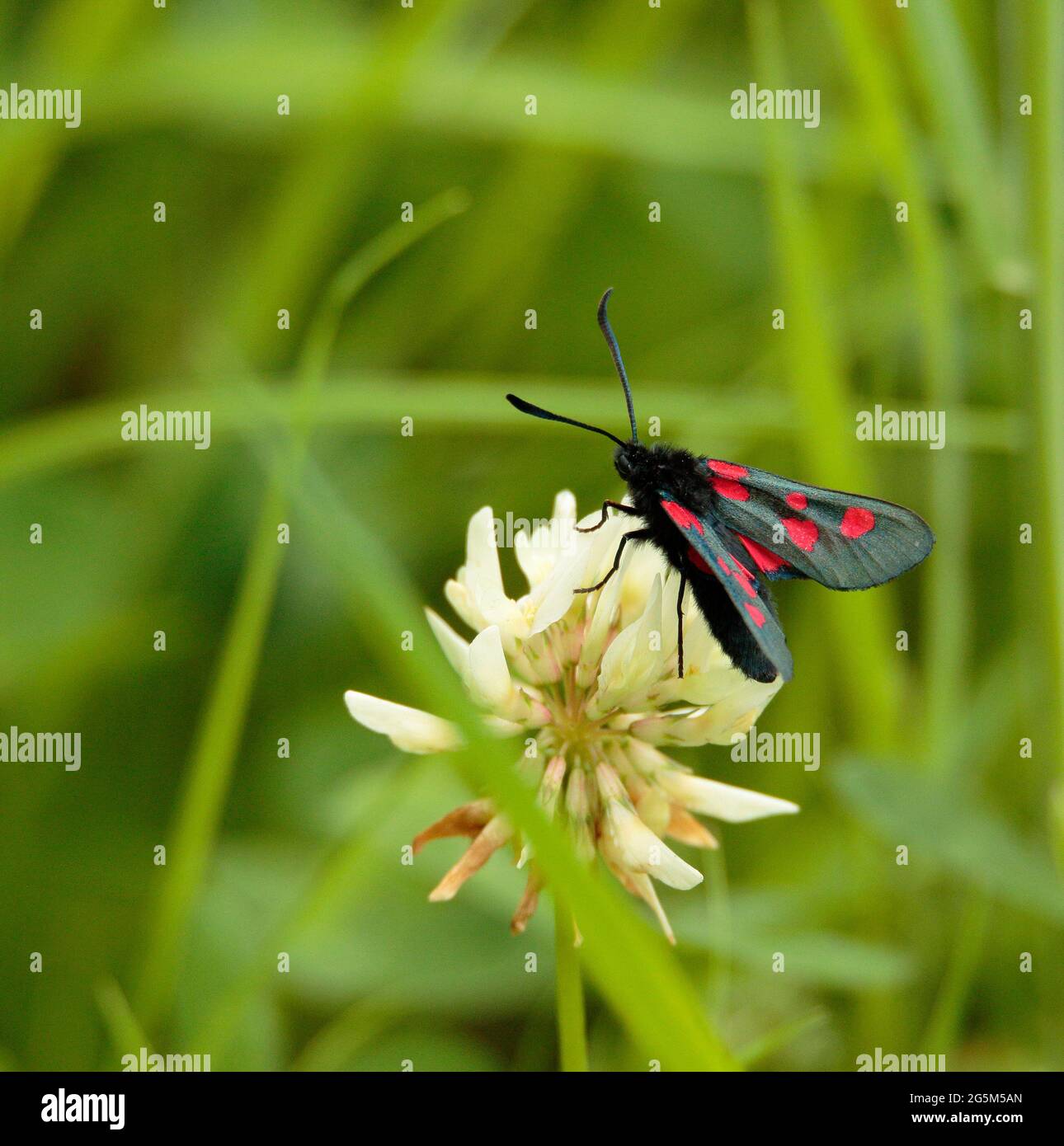 Day Flying Moths High Resolution Stock Photography and Images - Alamy