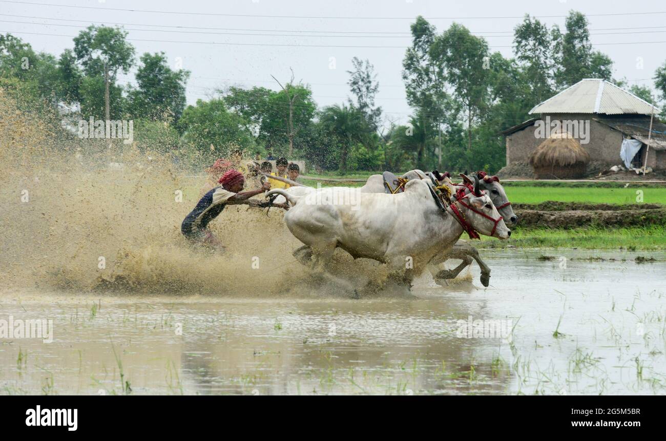 Cattle race against each other in Moichara sports during monsoon season ...