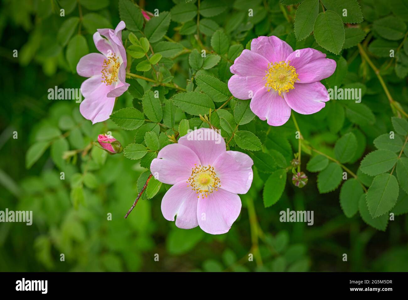 Nootka rose hi-res stock photography and images - Alamy