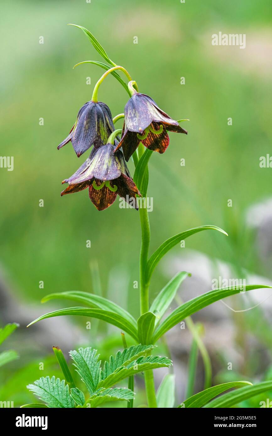 Rice Lily High Resolution Stock Photography and Images - Alamy