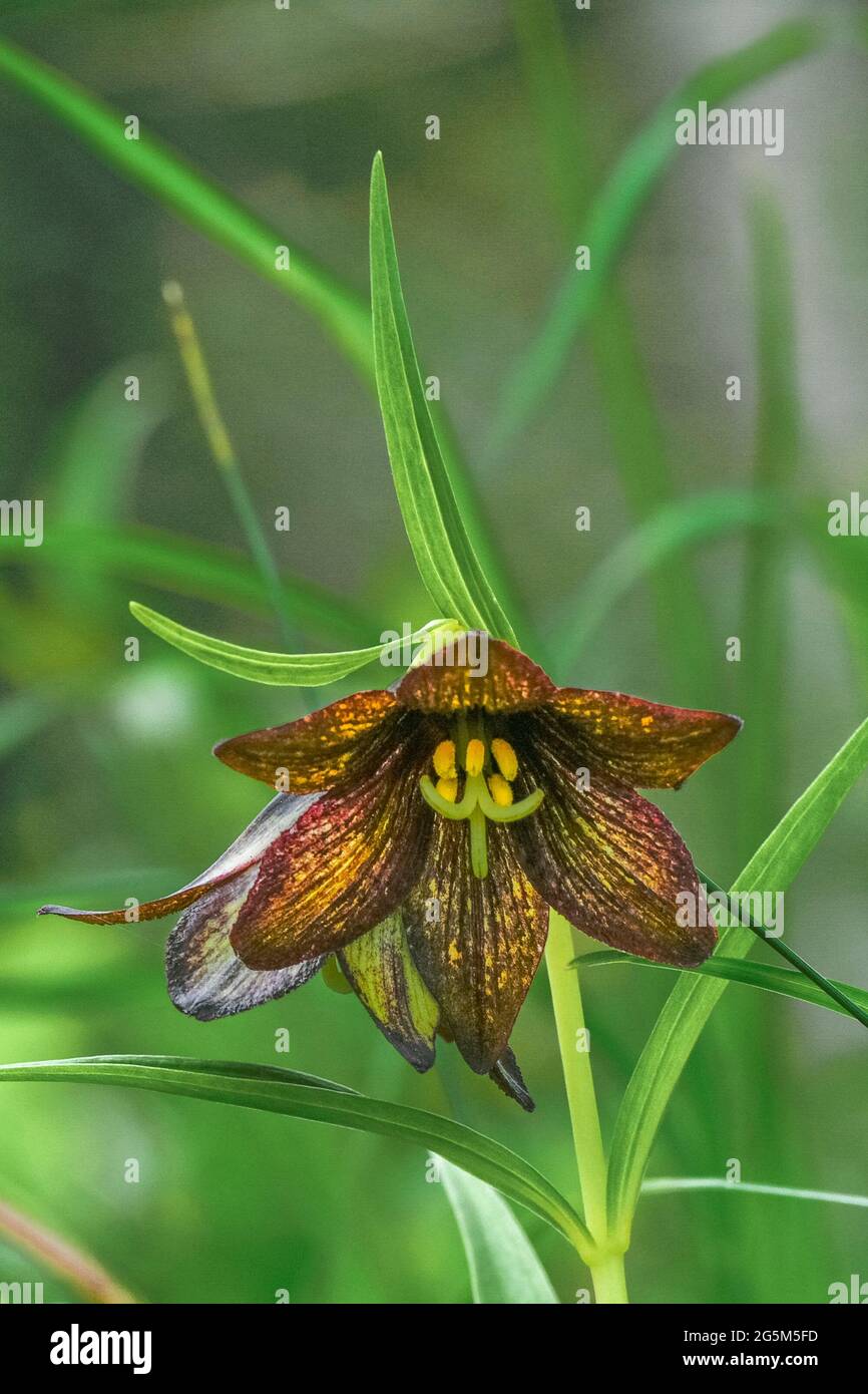 Rice lily hi-res stock photography and images - Alamy