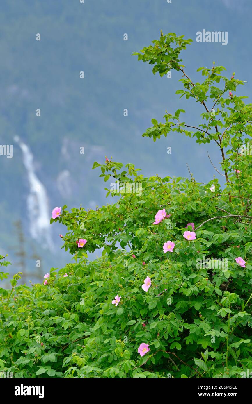 Pink waterfall canada not niagara hi-res stock photography and images ...