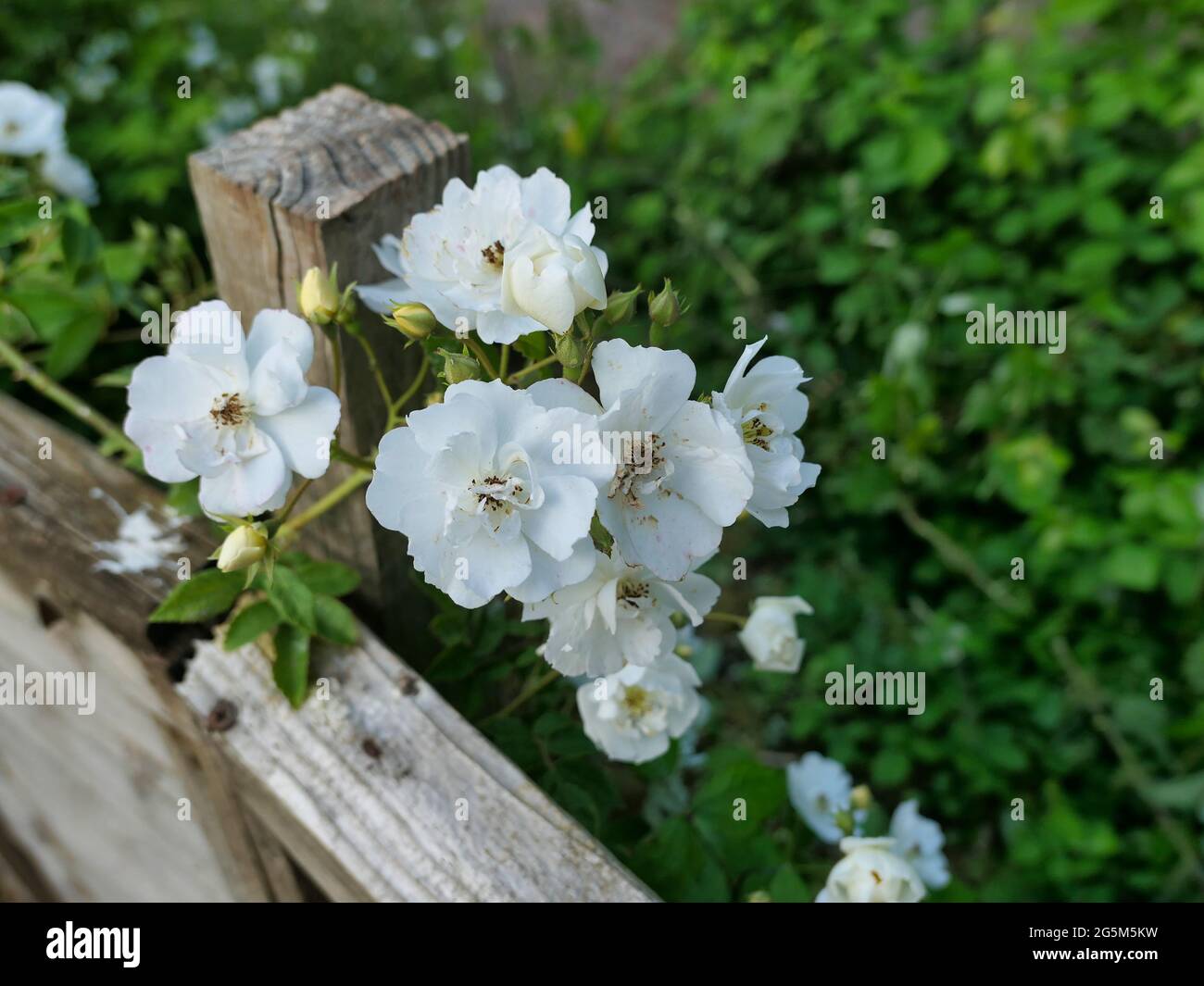 Large rambler hi-res stock photography and images - Alamy