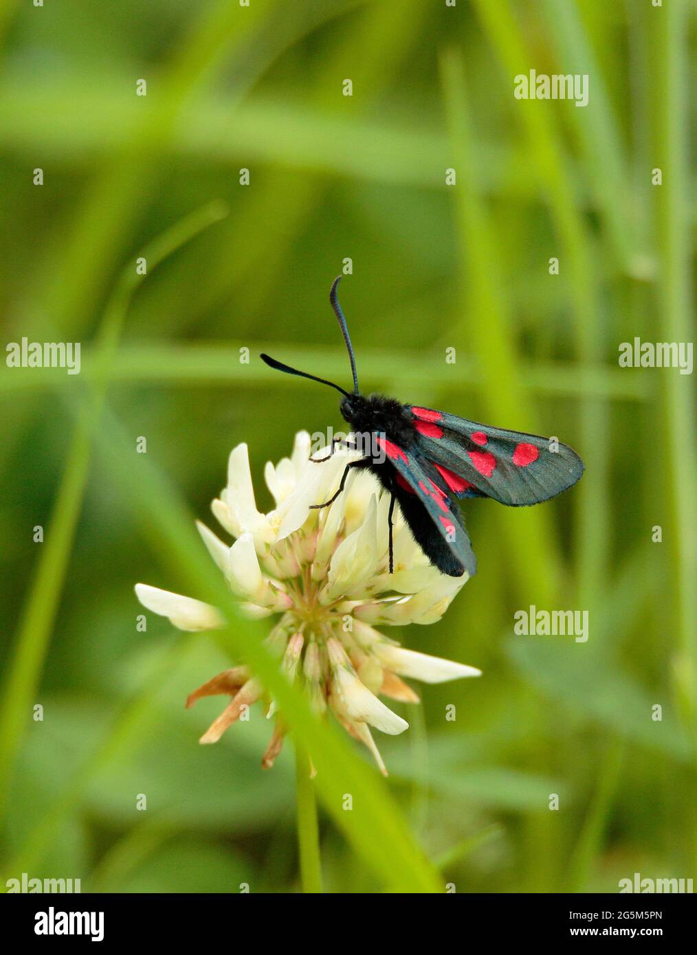 Black moth with red spots hi-res stock photography and images - Alamy