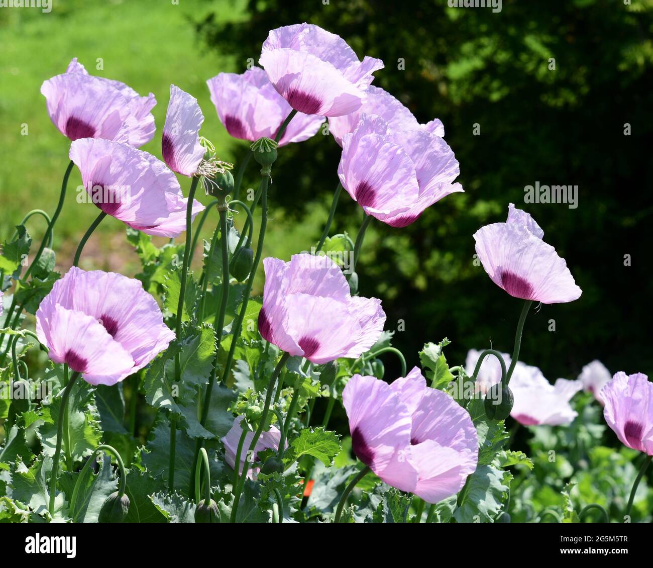 Beautiful violet color poppy hi-res stock photography and images - Alamy