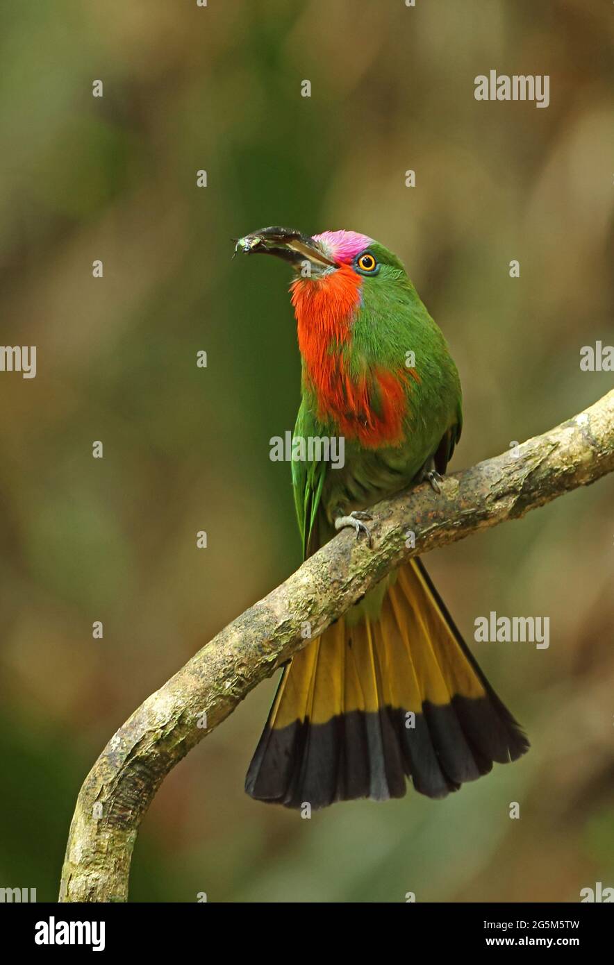Red-bearded Bee-eater (Nyctyornis amictus) adult male perched on vine ...