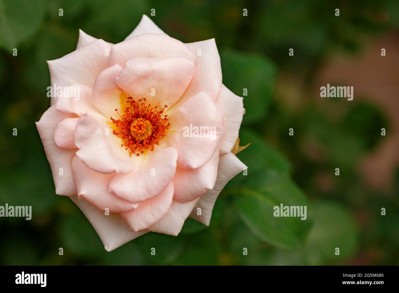 Blooming tea rose bud flower on dark green leaves background Stock ...