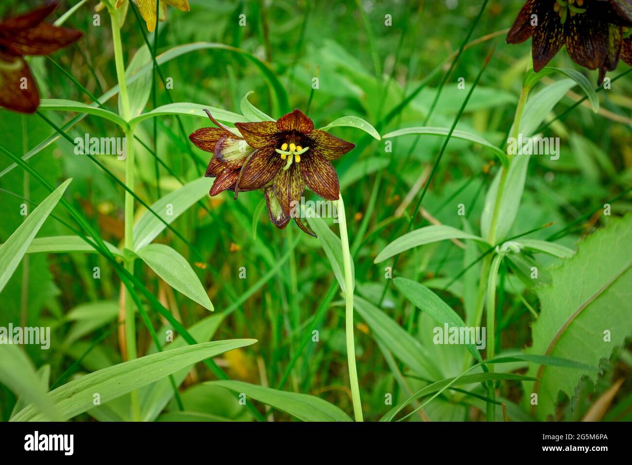 Northern riceroot hi-res stock photography and images - Alamy